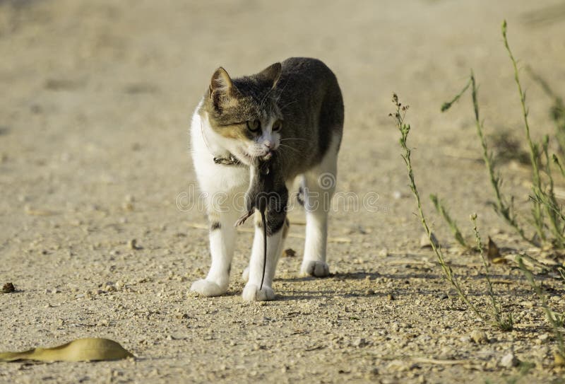 Cat with rodent in mouth stock photo. Image of beast - 195890782