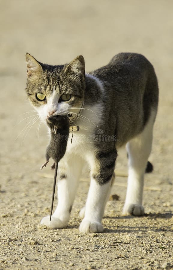 Cat with rodent in mouth stock photo. Image of beast - 195890782