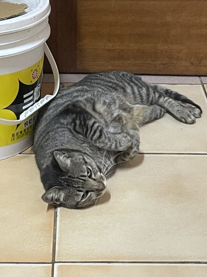 A Cat Rolling Around in a Bucket on a Tiled Floor Stock Image - Image ...