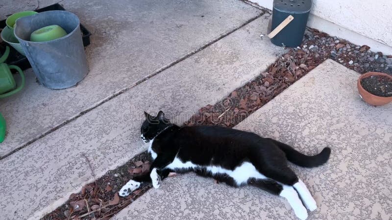 Catnip Fever stock video. Video of beautiful, furry - 251502617