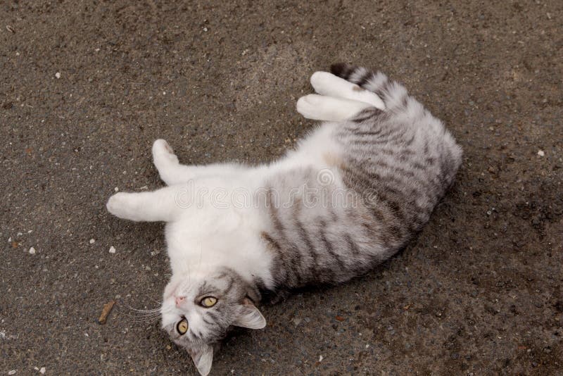 Cat rolling in dust stock photo. Image of white, fluffy - 44887586