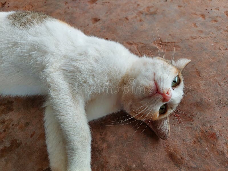 The Cat is Rolling Over when it is Relaxed Stock Photo - Image of skin ...