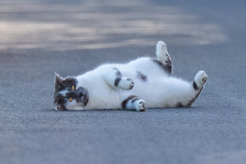 Cat that rolls stock photo. Image of beautiful, eyes - 171468006
