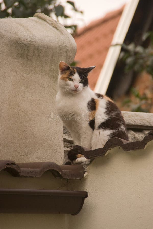 Cat on roof stock photo. Image of domestic, animal, feline - 155005030