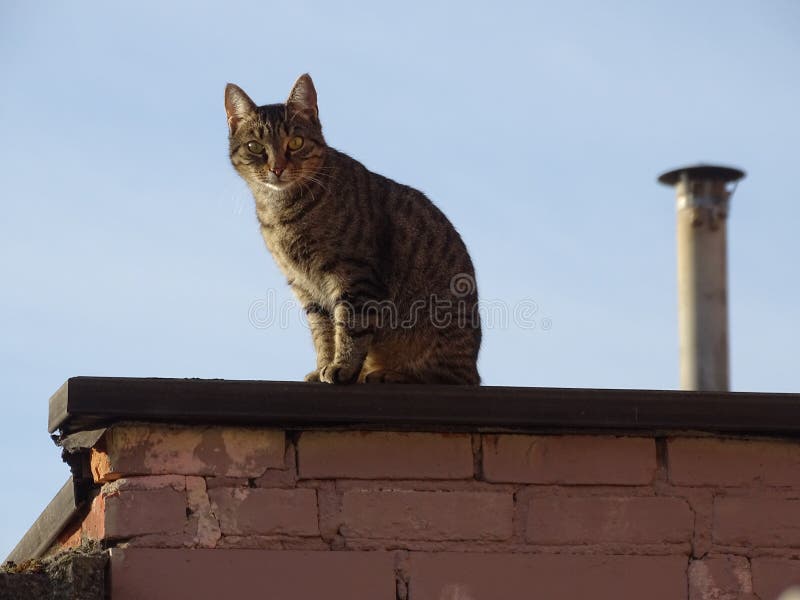Cat on a Roof and Brick Wall Stock Photo - Image of tigercat, board ...