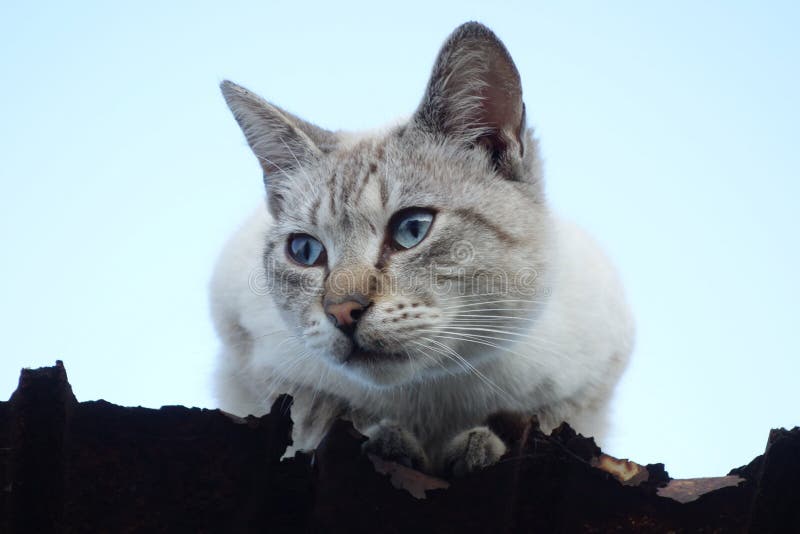 Cat on roof edge stock photo. Image of rusty, cute, head - 91028742