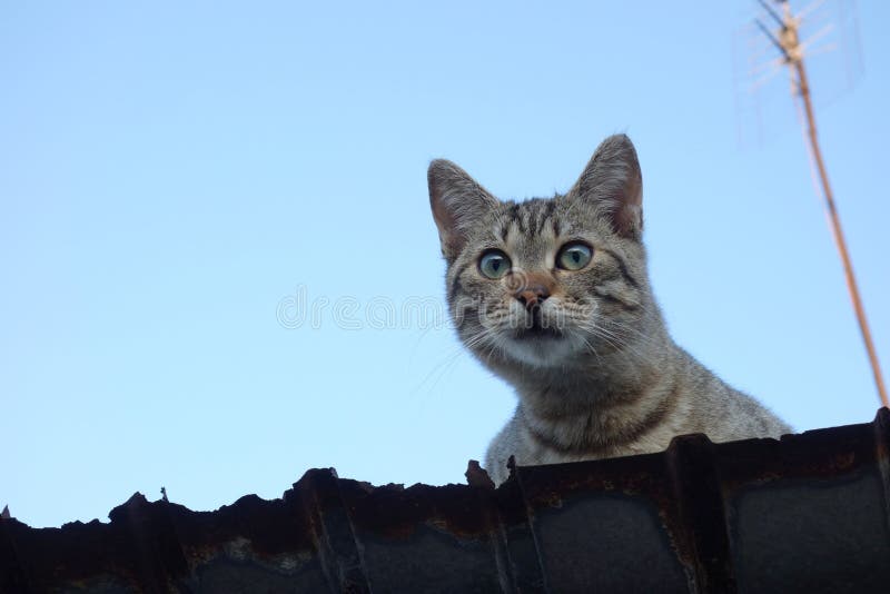 Cat on roof edge stock image. Image of degraded, rusty - 91028771