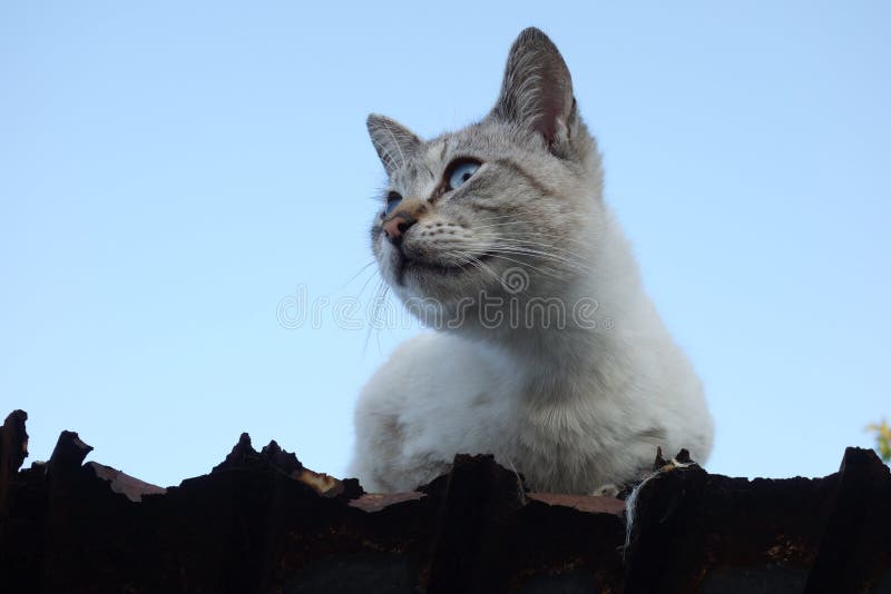 Cat on roof edge stock photo. Image of mongrel, looking - 91028792