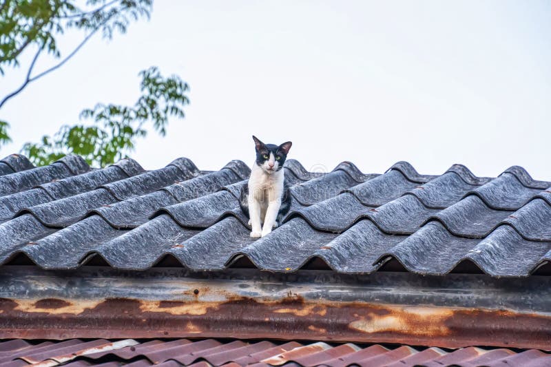 Cat on the Roof of the House Stock Image - Image of playful, face ...