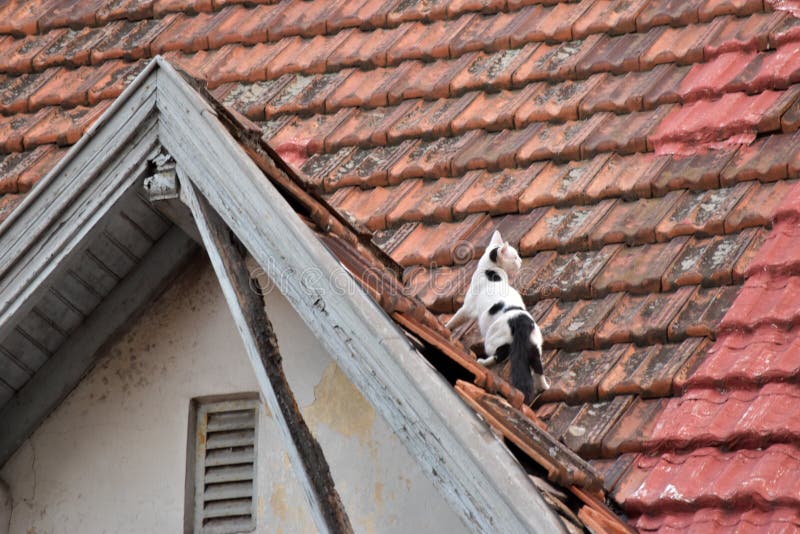 Cat on the roof stock image. Image of roof, animal, fauna - 174070903