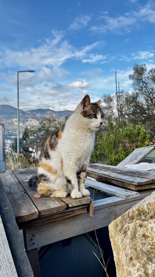 Cat rooftop view stock image. Image of running, kitty - 367320993