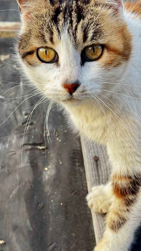Cat rooftop view stock photo. Image of running, tabby - 367321138