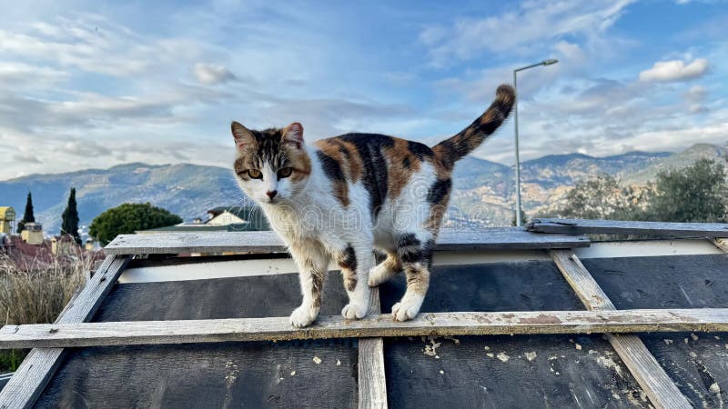 Cat rooftop view stock image. Image of cats, antics - 367321595
