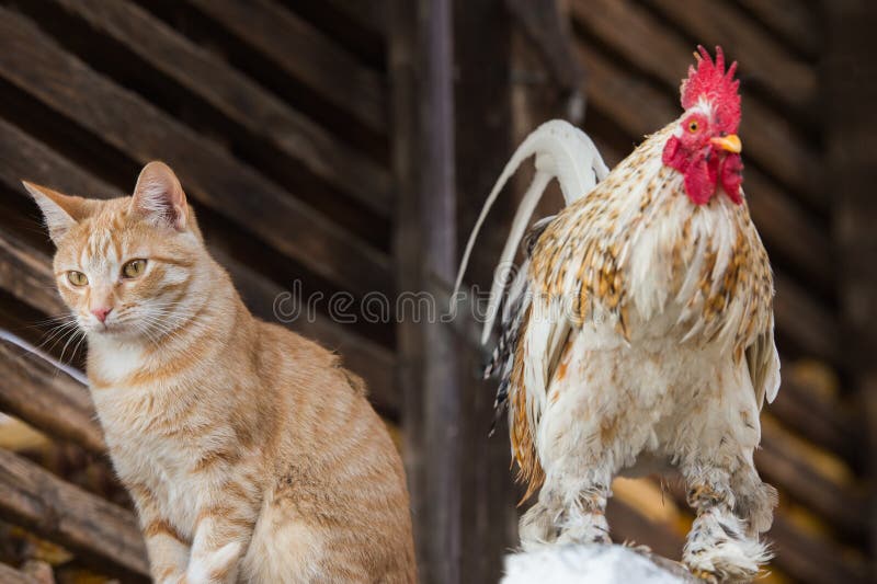 Red rooster stock image. Image of agriculture, animal - 16244975