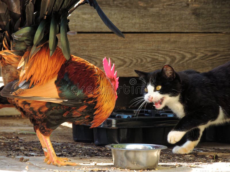 Cat and Rooster 002 stock photo. Image of rooster, catfight - 86775000