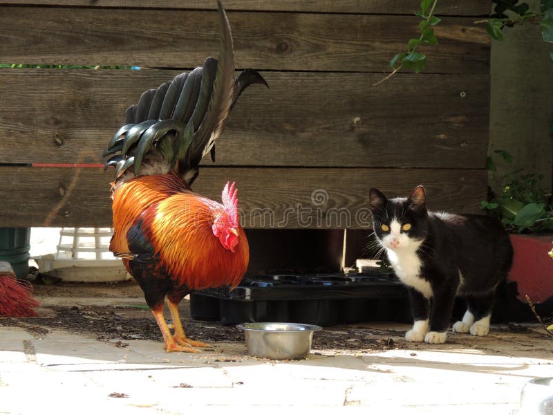 Cat and Rooster 003 stock photo. Image of animals, opposites - 86775960