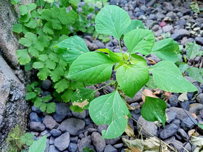 Cat root plant stock image. Image of nature, plant, root - 294554067