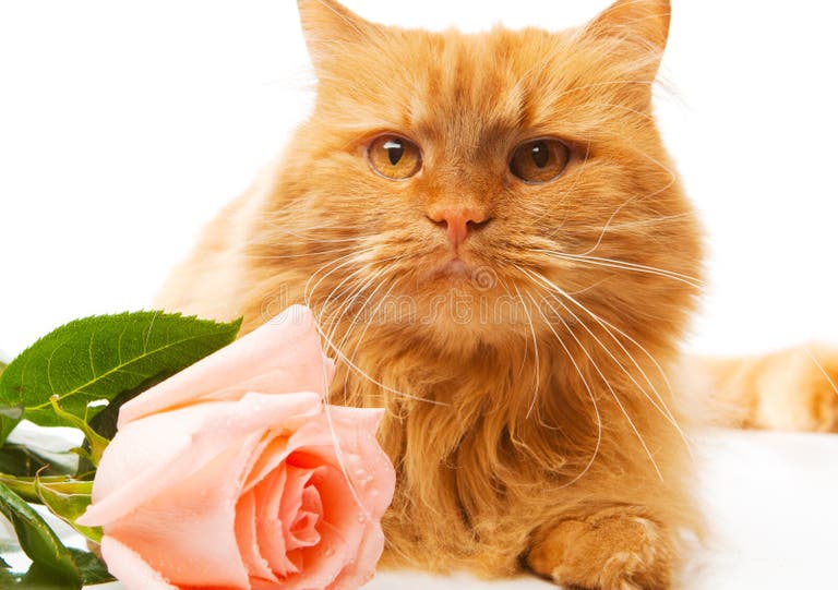 5,959 Cat Rose Stock Photos - Free & Royalty-Free Stock Photos from ...