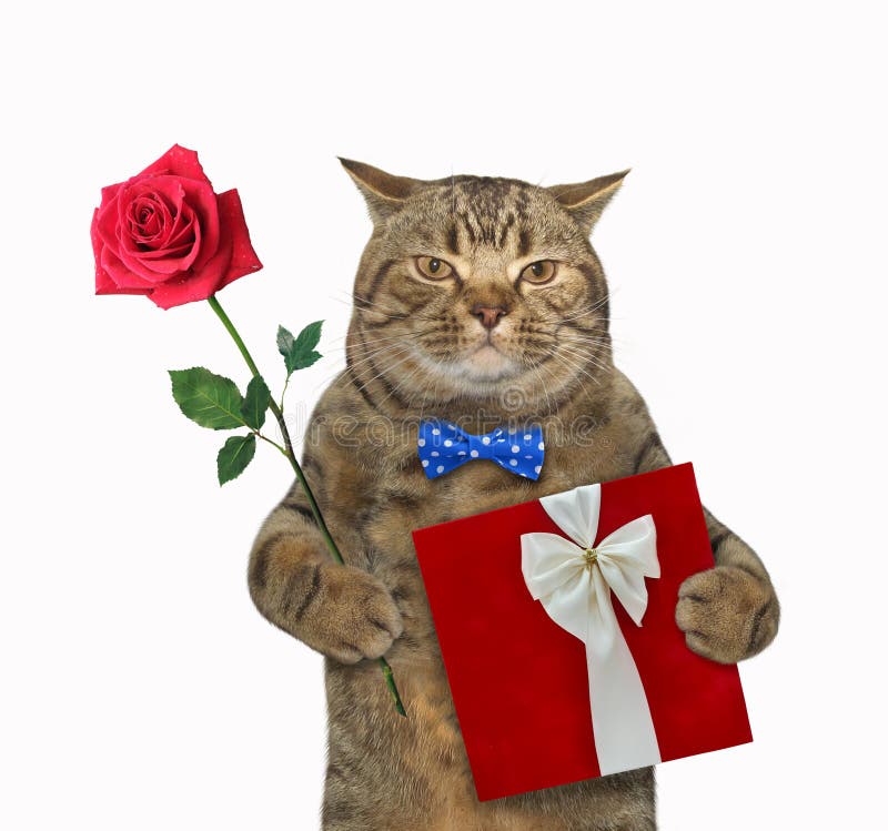 136 Cat Holding Red Rose Stock Photos - Free & Royalty-Free Stock ...