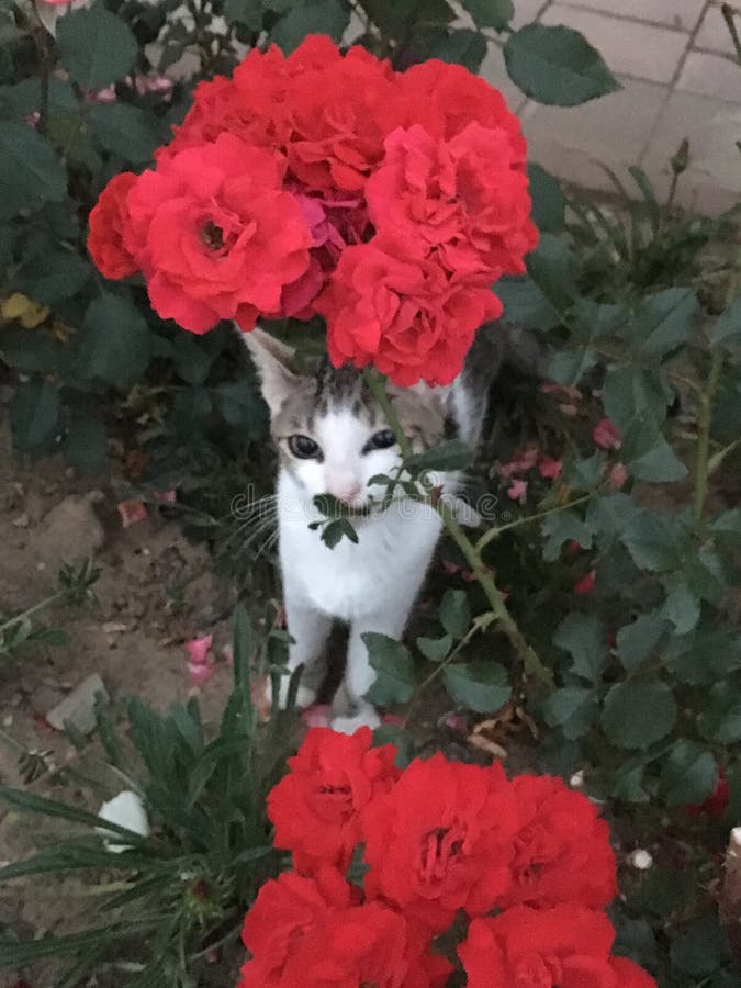 Cat rose stock image. Image of months, summer, sweet - 95681137