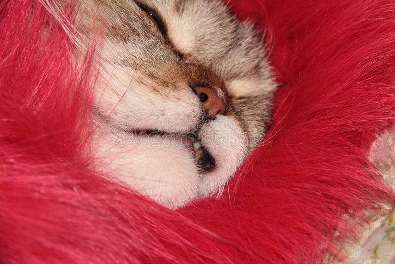 The Cat Ruffled His Lips. Cat`s Face Stock Image - Image of nature ...