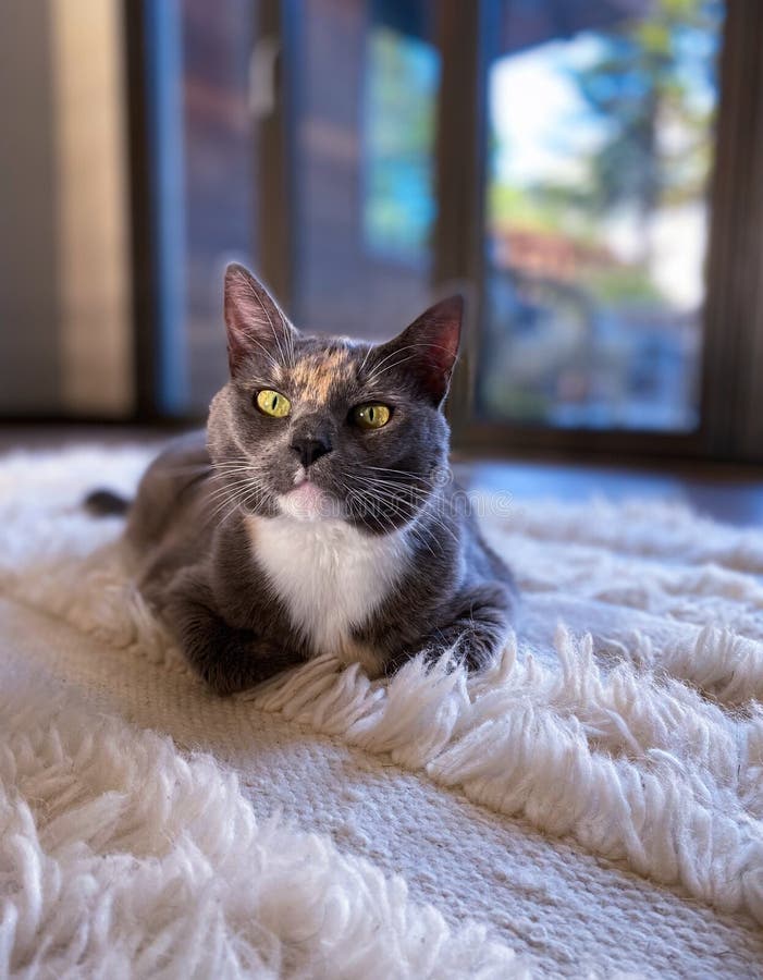 Cat on rug stock image. Image of carpet, lying, tortoiseshell - 254417133