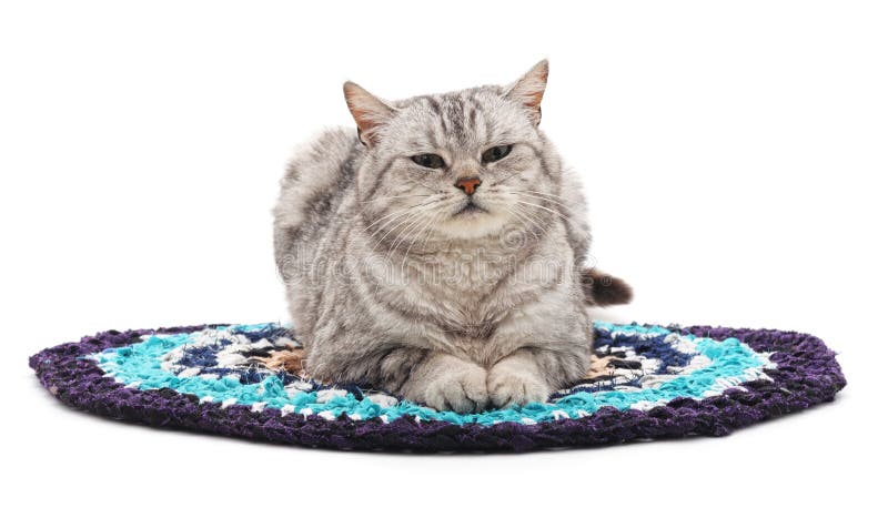 Cat on rag rug stock photo. Image of feline, lazy, lounging - 49906124