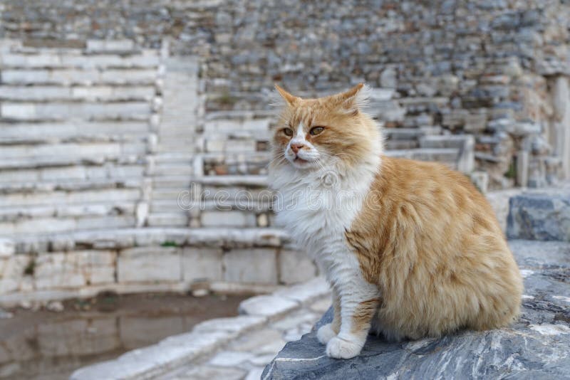 Cat in the Ruins of Ephesus, Turkey Stock Image - Image of tourism ...