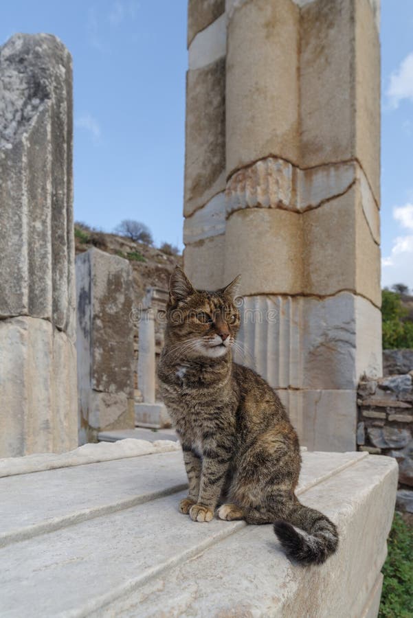 Cat in the Ruins of Ephesus, Turkey Stock Photo - Image of statue ...