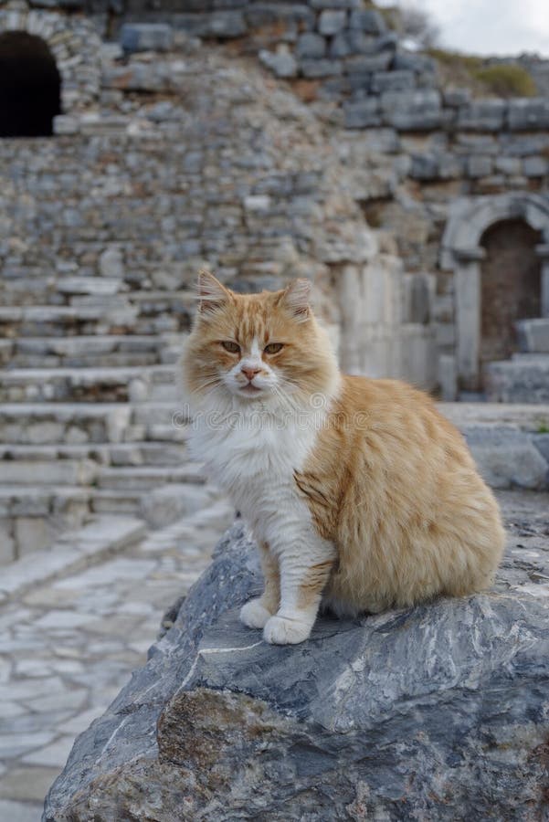 Cat in the Ruins of Ephesus, Turkey Stock Photo - Image of travel ...