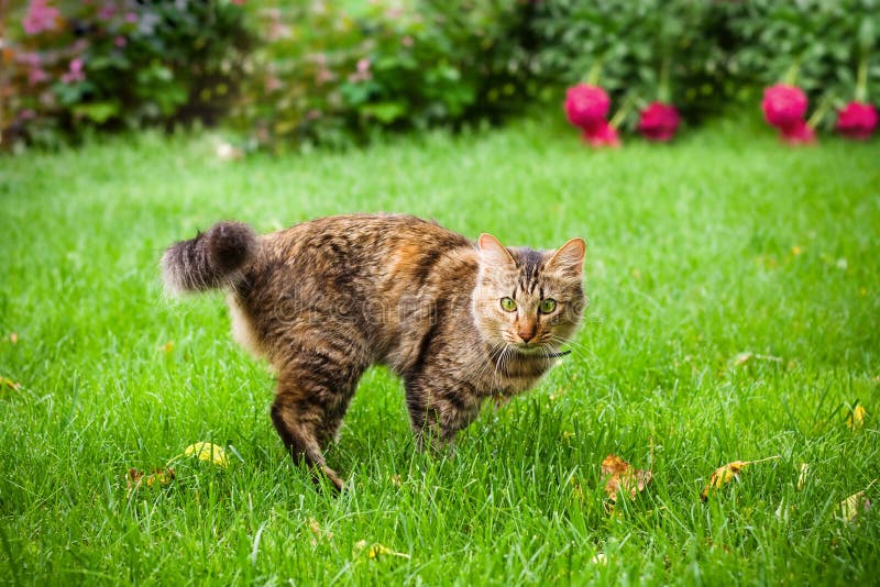 Cat is Running on Green Grass Stock Photo - Image of watchfulness ...