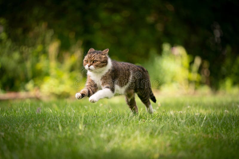 Cat Running on Green Lawn Outdoors in the Back Yard Stock Image - Image ...