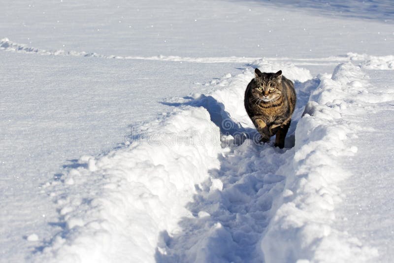 Cat Running through the Snow Stock Photo - Image of walk, curiosity ...