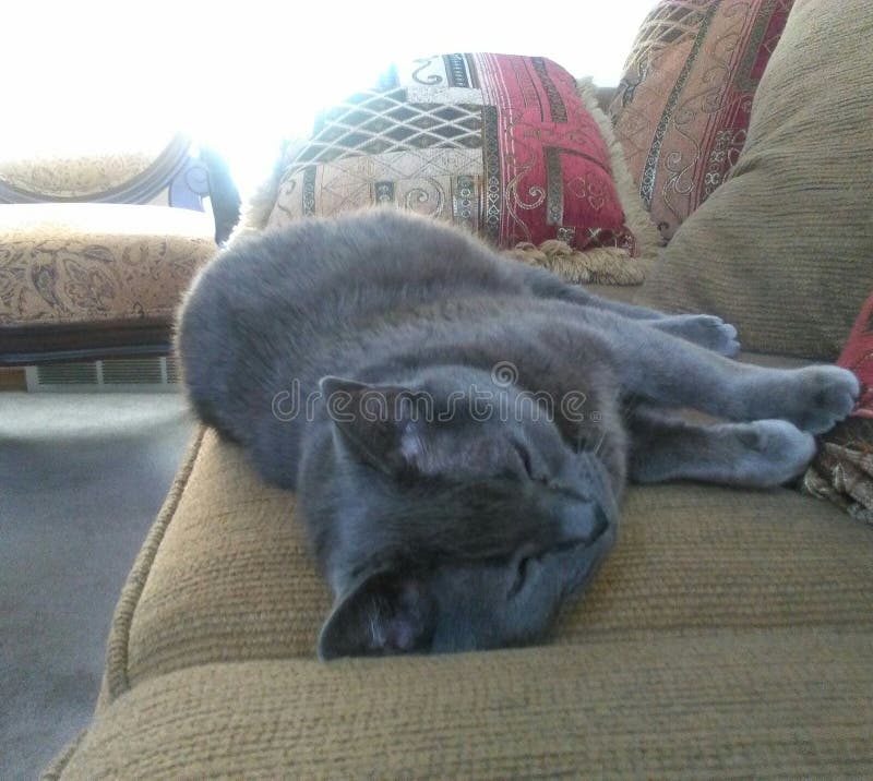 Russian Blue Cat Sleeping Stock Images - Download 181 Royalty Free Photos