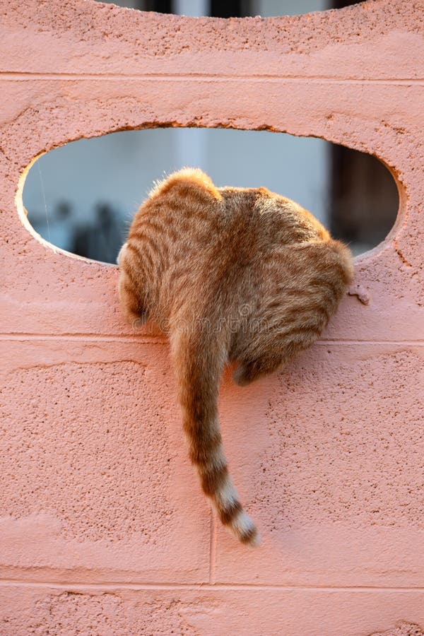 Cat Bum Stock Photos - Free & Royalty-Free Stock Photos from Dreamstime