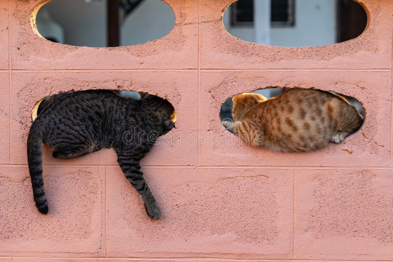 The Cat S is on the Wall, the Cat is in the Ventilation Opening on the ...