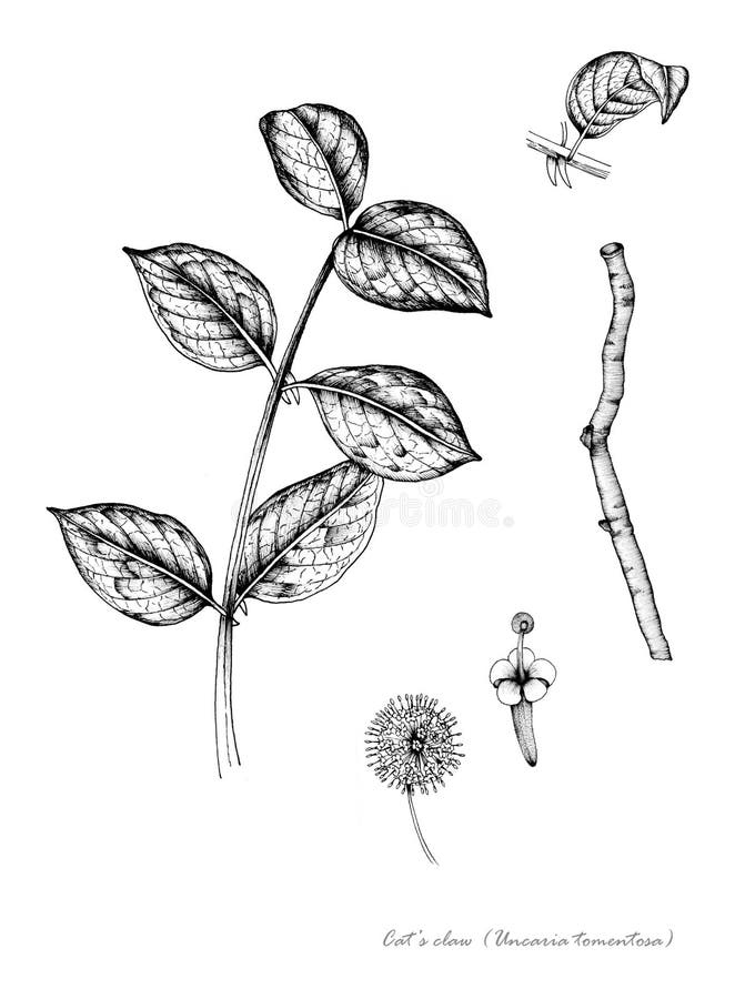 Cat s claw stock illustration. Illustration of wellness - 24826566