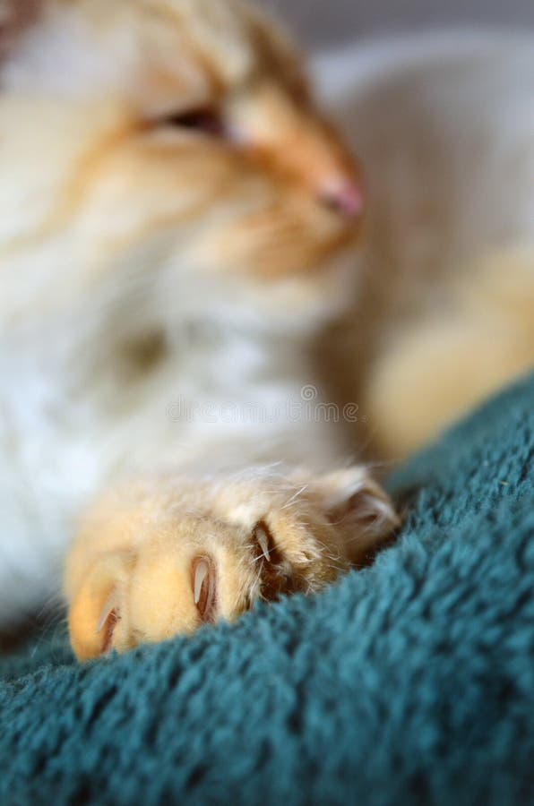 Grey Cat Sharpening His Claws Stock Photo - Image of rope, yellow: 40070616
