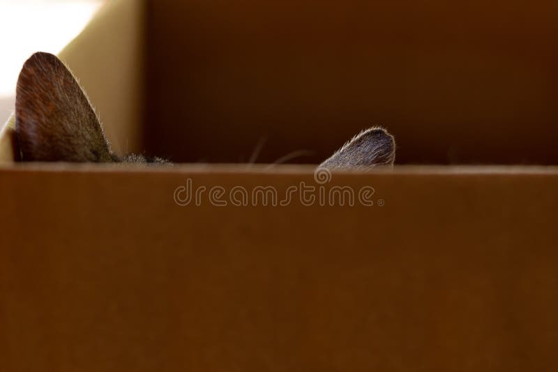 A Cat`s Ears Inside the Box. Stock Photo - Image of enamel, inside ...