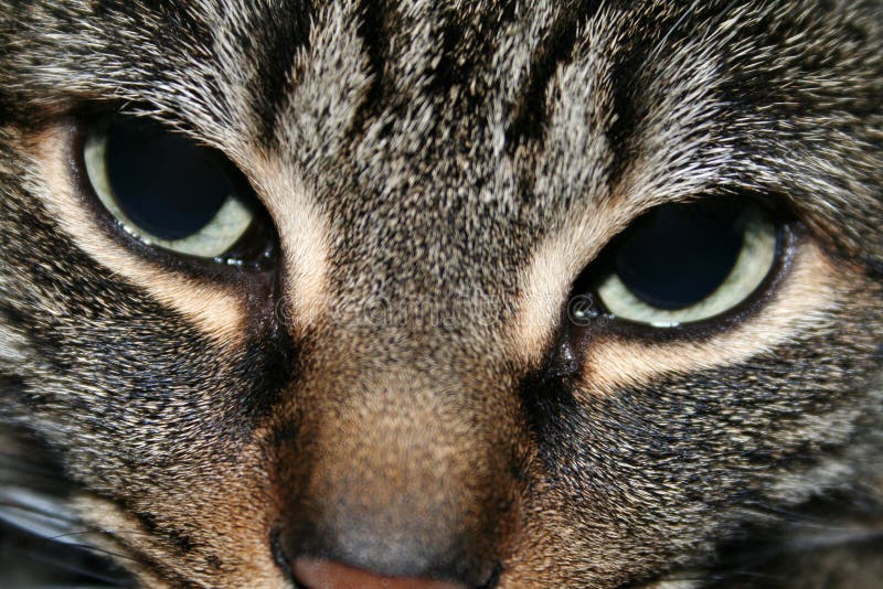 Cat s Eye stock image. Image of feline, sharp, bright, intense - 840071