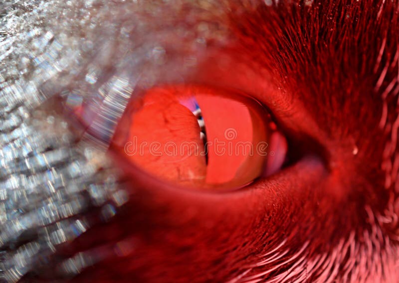 158 Cat Eye Butterfly Stock Photos - Free & Royalty-Free Stock Photos ...