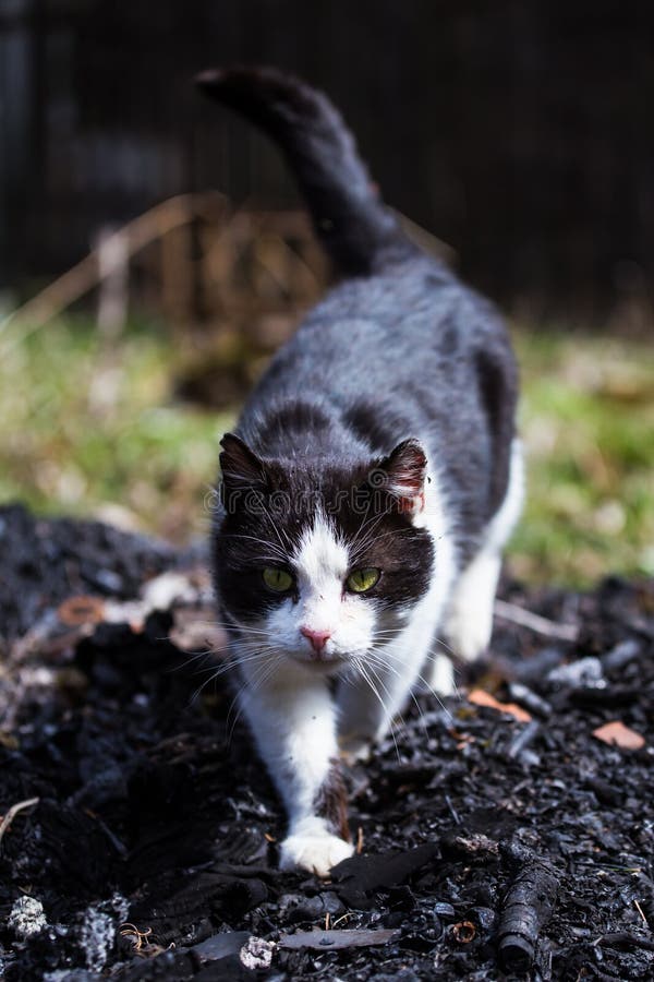 Cat S Eyes Glow into the Distance Stock Image - Image of distance, eyes ...