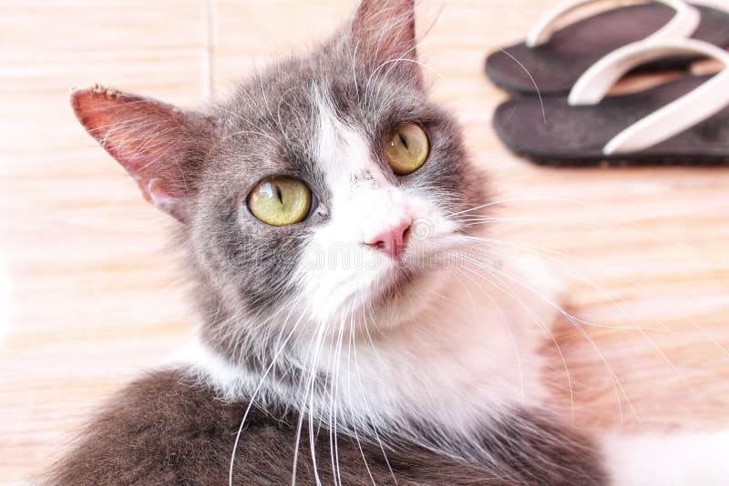 Cat& X27;s Eyes at Noon Stock Photo - Image of whiskers, pupil: 234975570