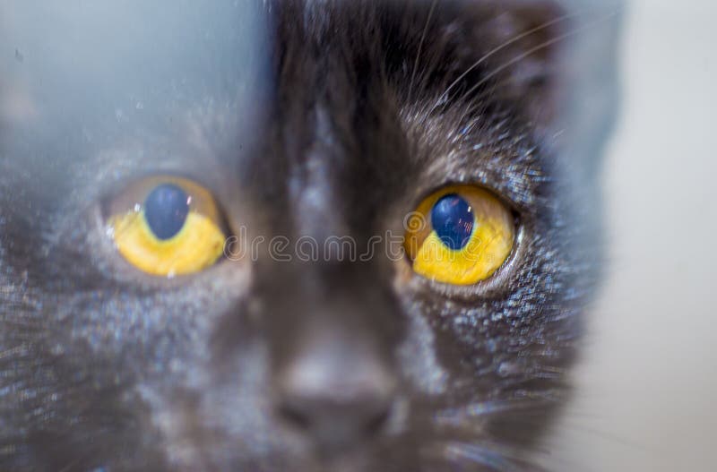 Cat S Eyes are Staring and Looking Stock Image - Image of face ...