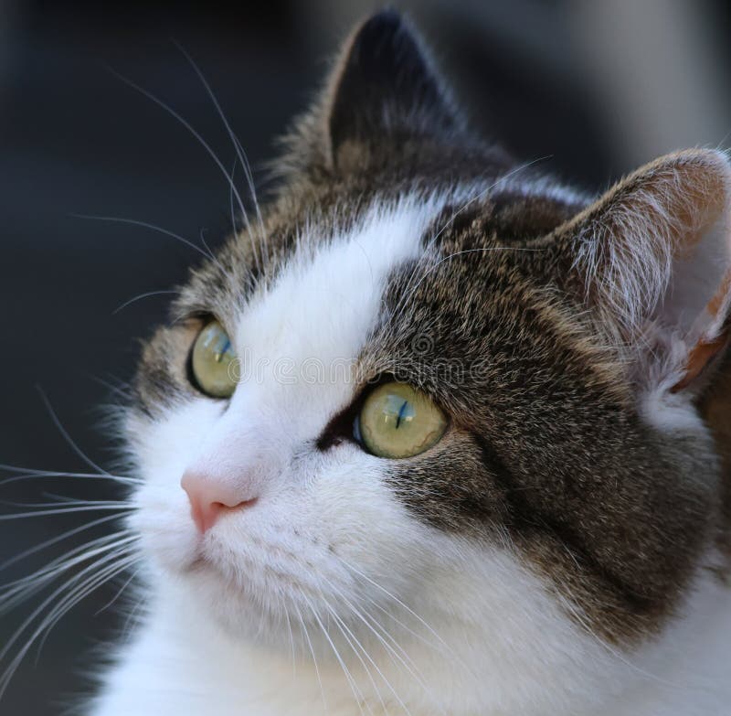 Beautiful Cat face stock photo. Image of kitten, animal - 286419094