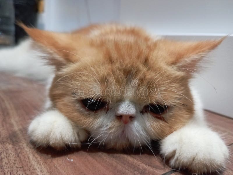 This Cat& X27;s Face is Seriously Adorable ???? Stock Image - Image of ...