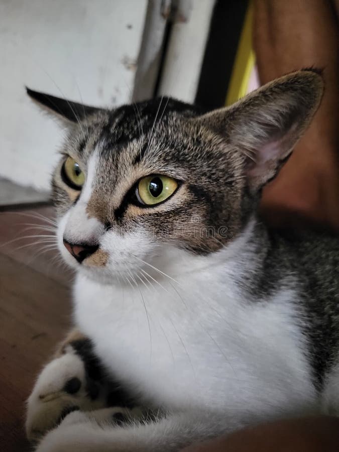 The Cat& X27;s Face is Serius and Handsome Stock Photo - Image of face ...