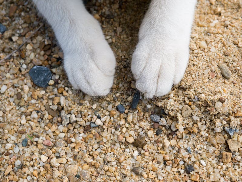 Cat s feet on the sand. stock photo. Image of beautiful - 79616634