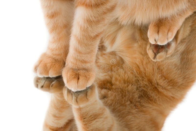 Cat S Feet and Their Reflection in a Mirror Stock Photo - Image of view ...
