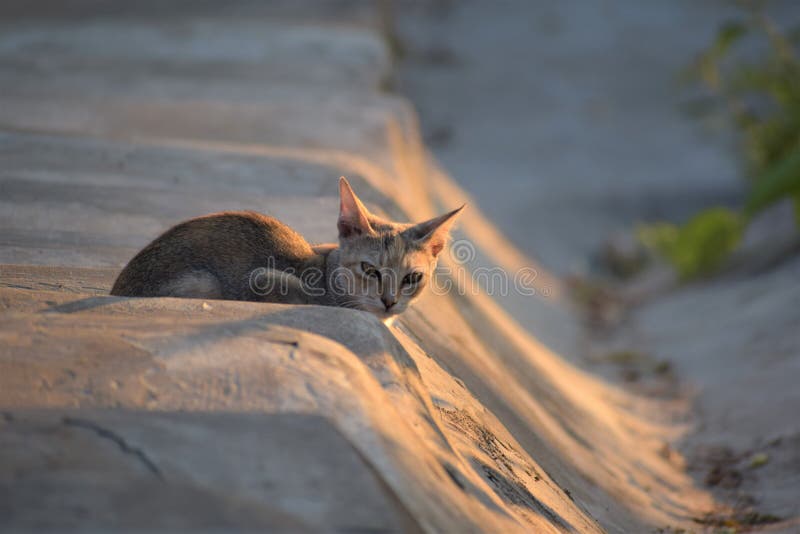 A Curious Cat`s Powerful Gaze Stock Image - Image of outdoor, cats ...